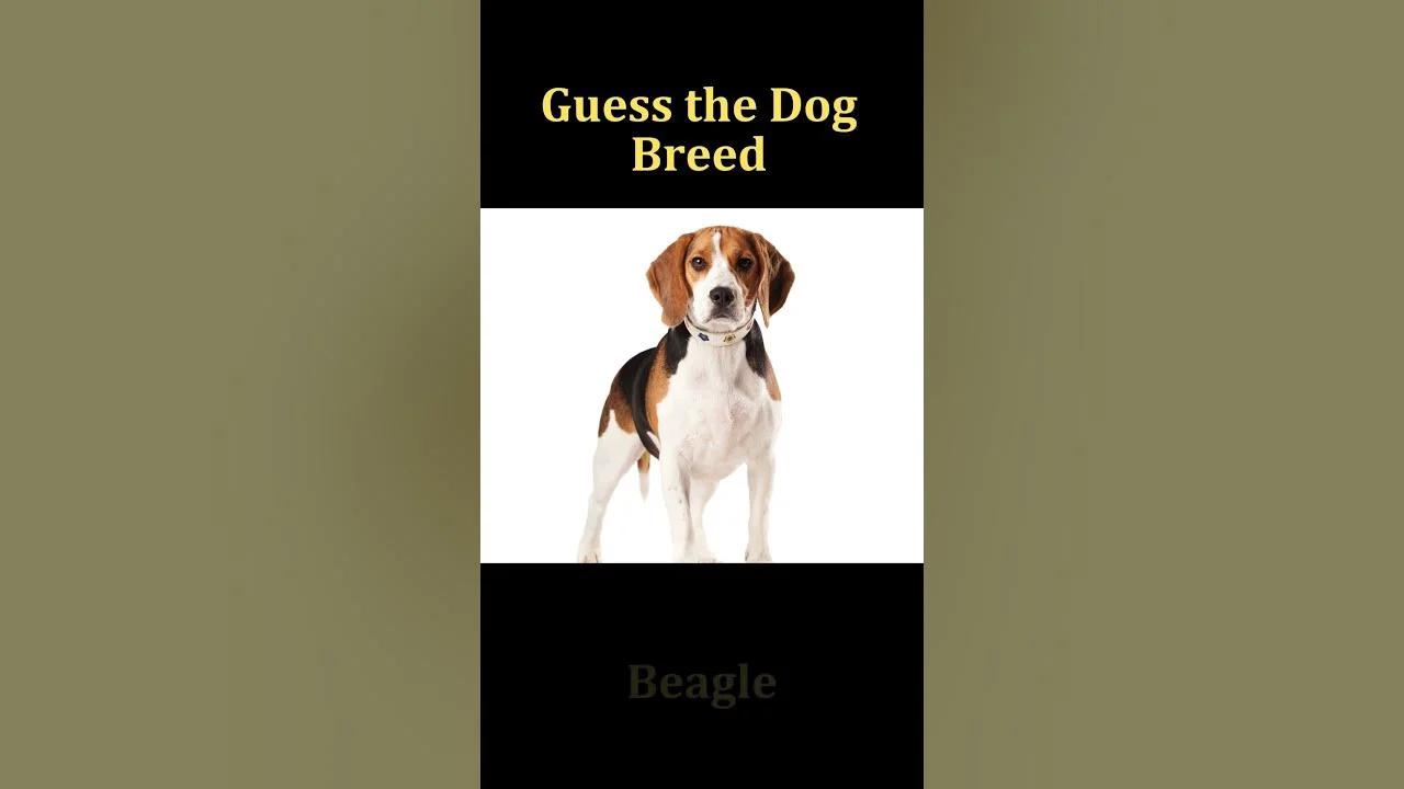 Guess the dog breeds quiz- Puppy Trivia #shorts #youtubeshorts #reels # ...