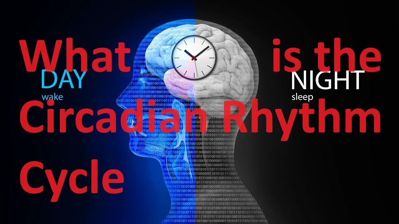 What is the Circadian Rhythm Cycle