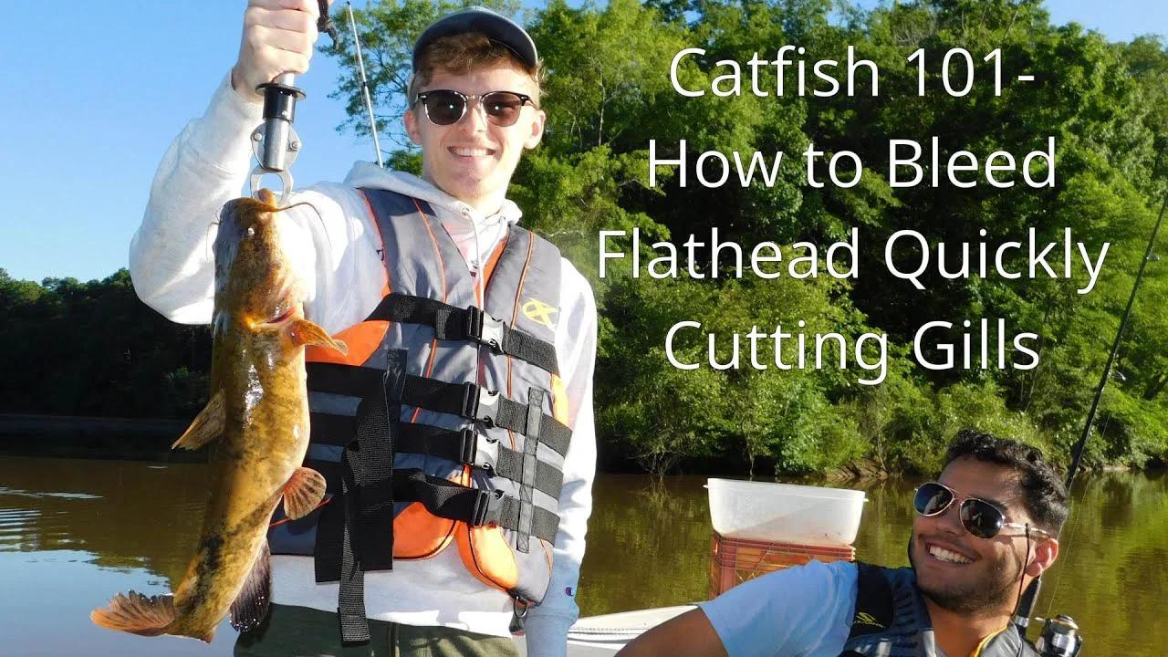Catfish 101- How to Bleed Flathead Catfish Cutting Gills