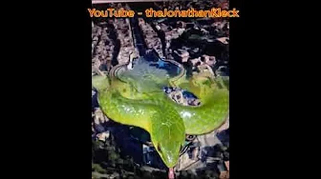 VATICAN SNAKE TIKTOK 1