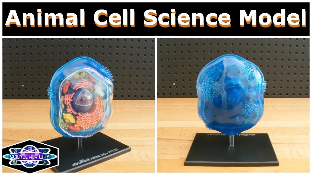 Learning About Plant Cells! | STEAM Product Review | 4D Vision Animal ...