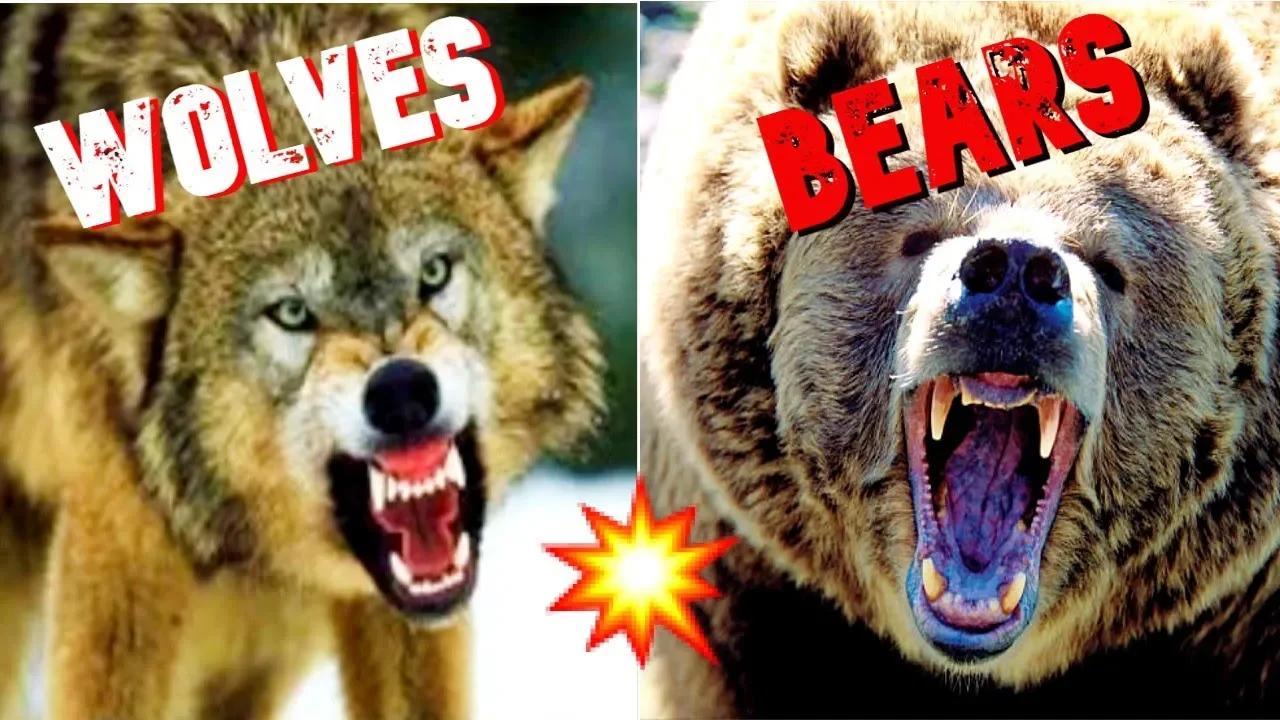 WOLVES vs BEAR FIGHT 🐺 BEARS vs WOLF PACK 🐻 🎵epic aggressive battle music #wolves #wolfpack #bears