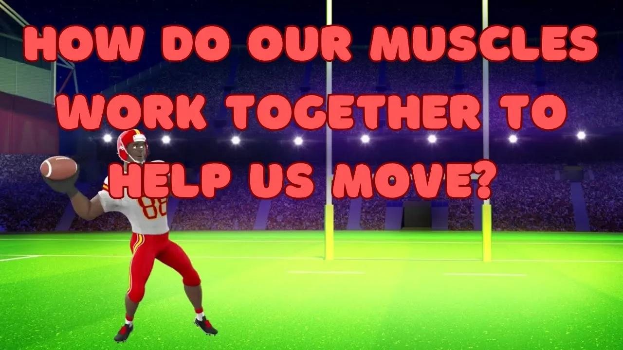 How do our muscles work together to help us move?