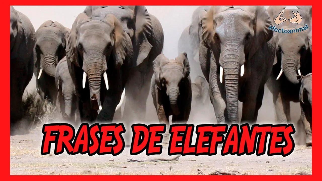 🐘 TOP 52 FRASES PREMIUM de ELEFANTES para el DÍA INTERNACIONAL del ...