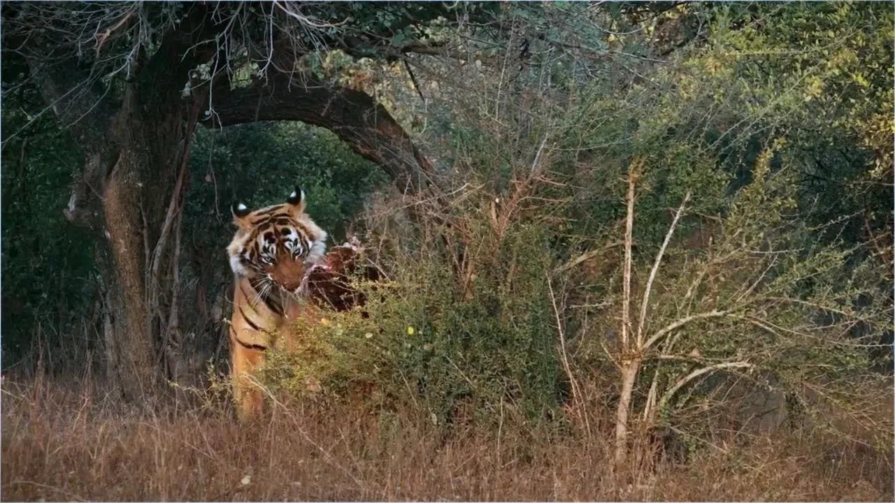 This Man-eating Tiger Unified An Entire Country