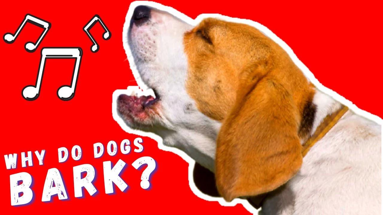 This Is The Real Reason Why Your Dog Barks | Dog Barking Explained