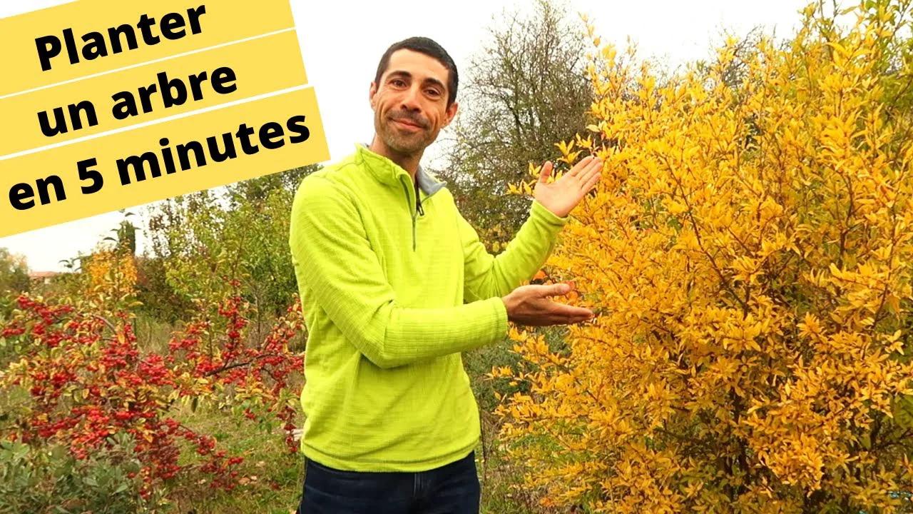 Arbre En 5 Lettresnull