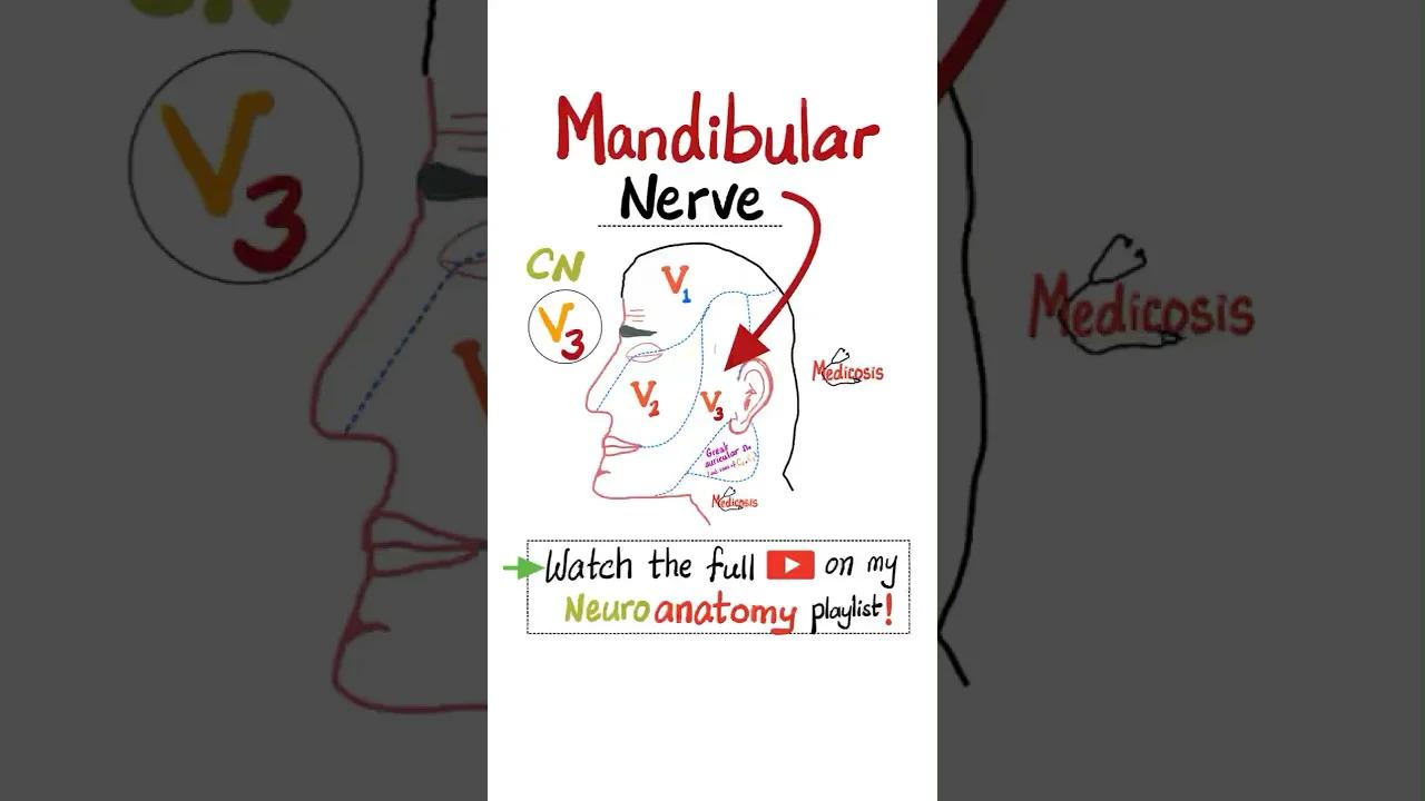 Mandibular nerve (V3) - 5th Cranial Nerve -Sensory & Motor- # ...
