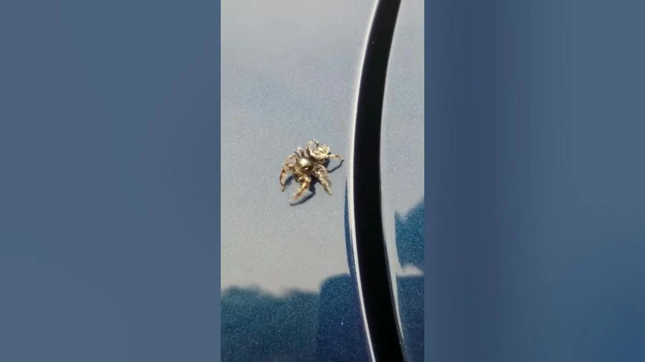 Spider Attack - You Died