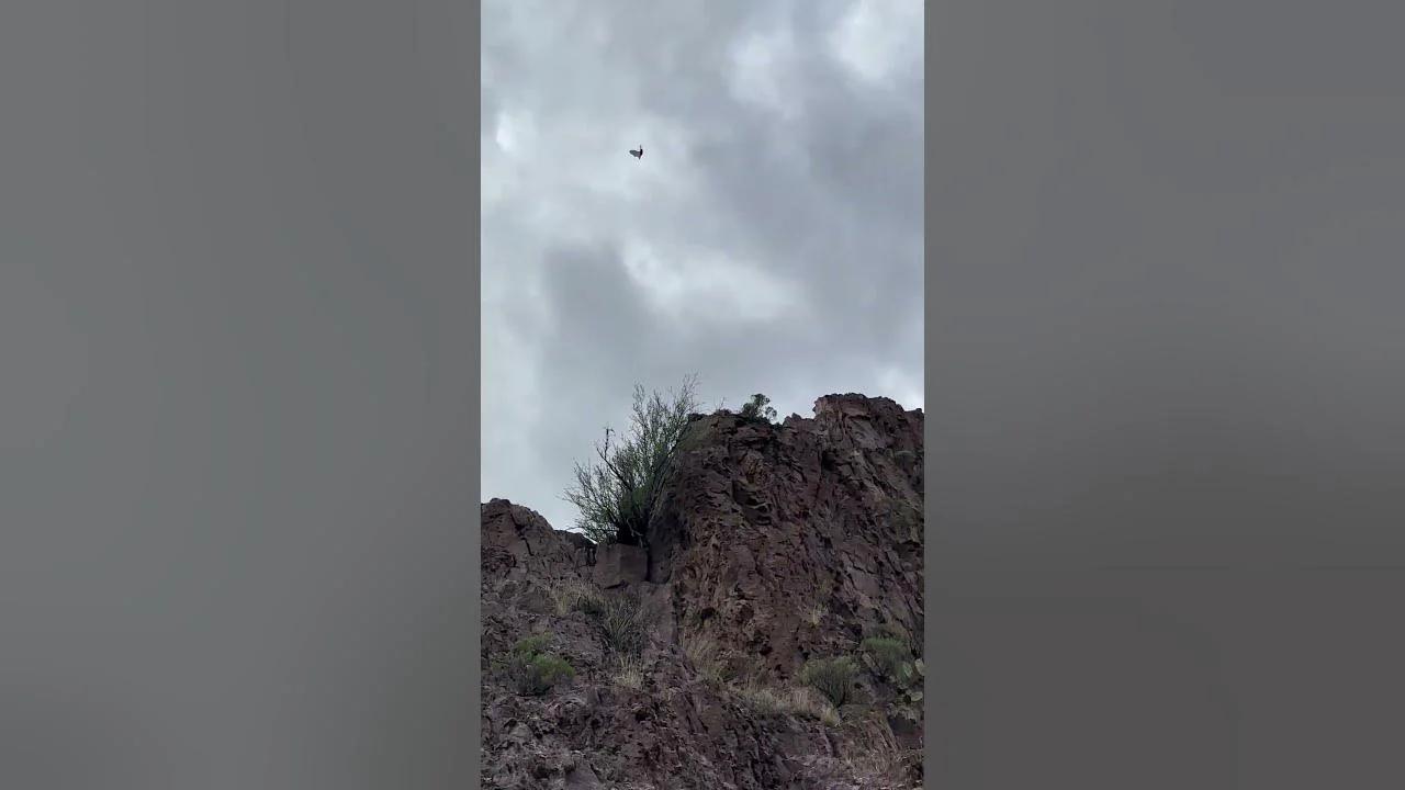 Bat Flying in Whitewater Canyon at Catwalk Recreation Area in the Gila ...