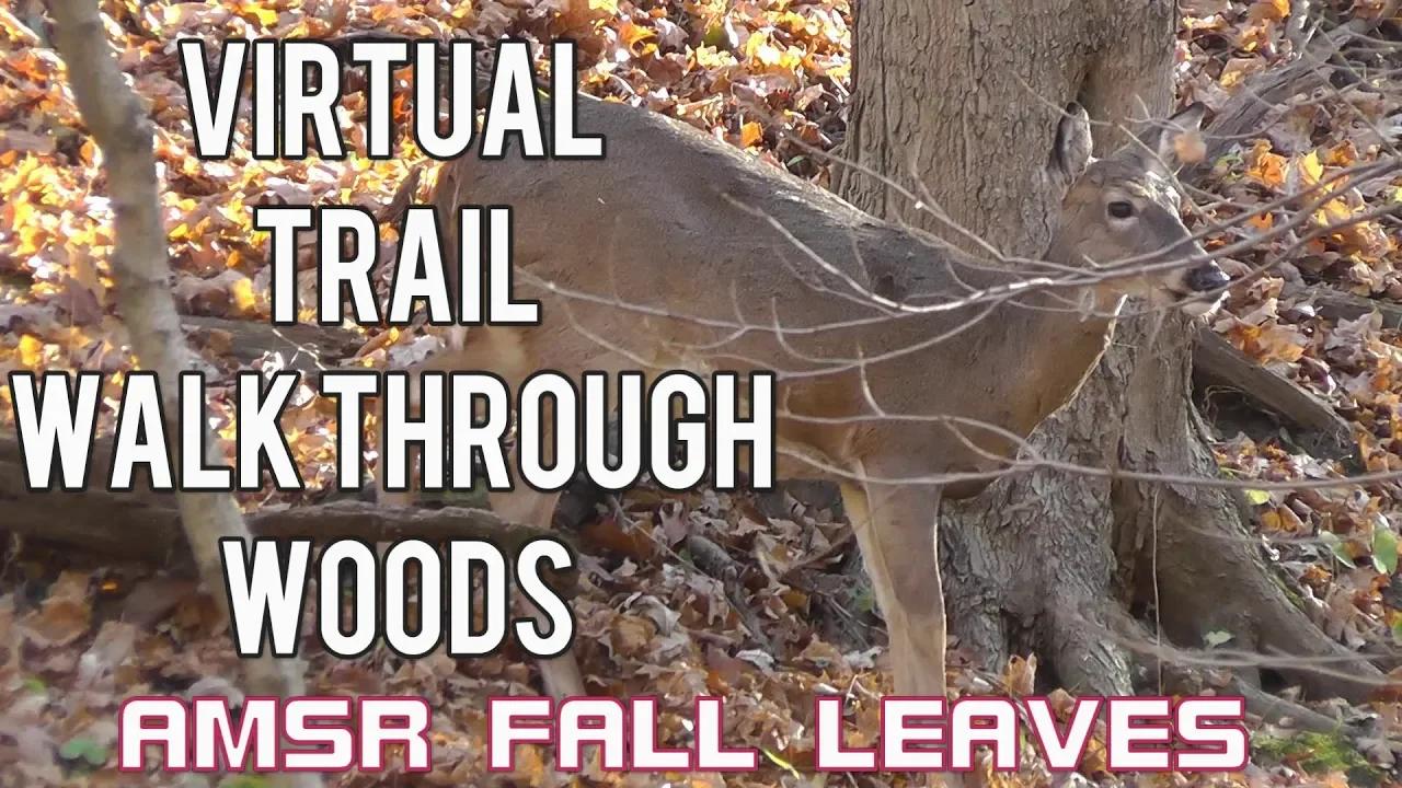 Virtual Nature Trail Walk through Woods | ASMR Fall Leaves