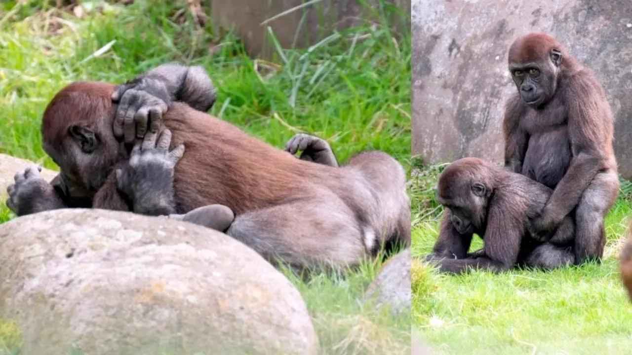 12 ANIMAIS COM RITUAIS DE ACASALAMENTO MAIS LOUCOS #2