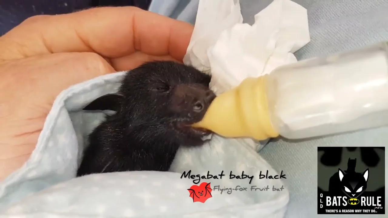 megabat black male baby #flyingfox #fruitbat #bat feeding
