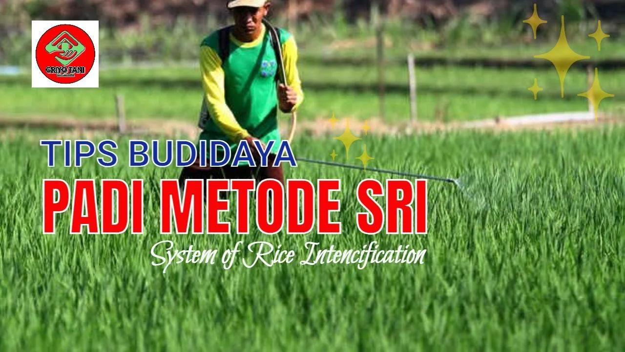 TIPS BUDIDAYA PADI ORGANIK METODE SRI @Paman-Doblang