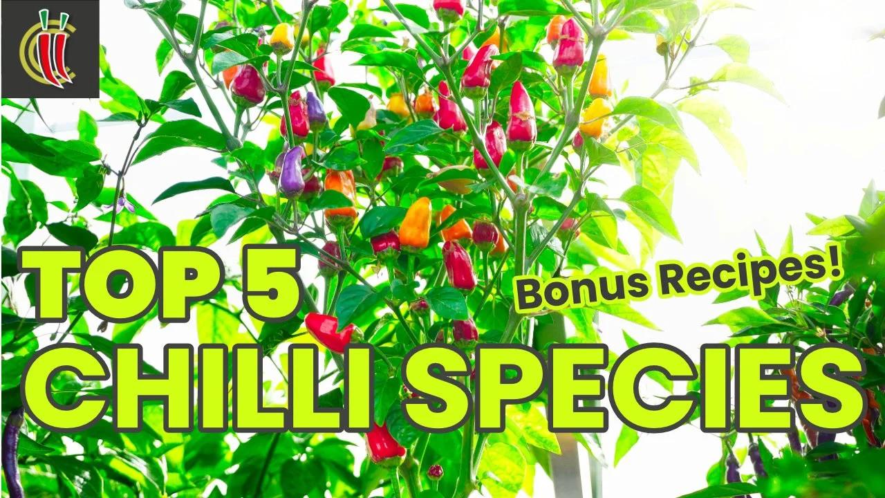5 Must-Know Chilli Species: A Spicy Guide 🌶️
