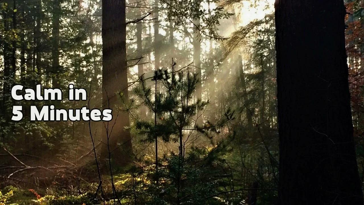 Relax 5 Minute Guided Meditation