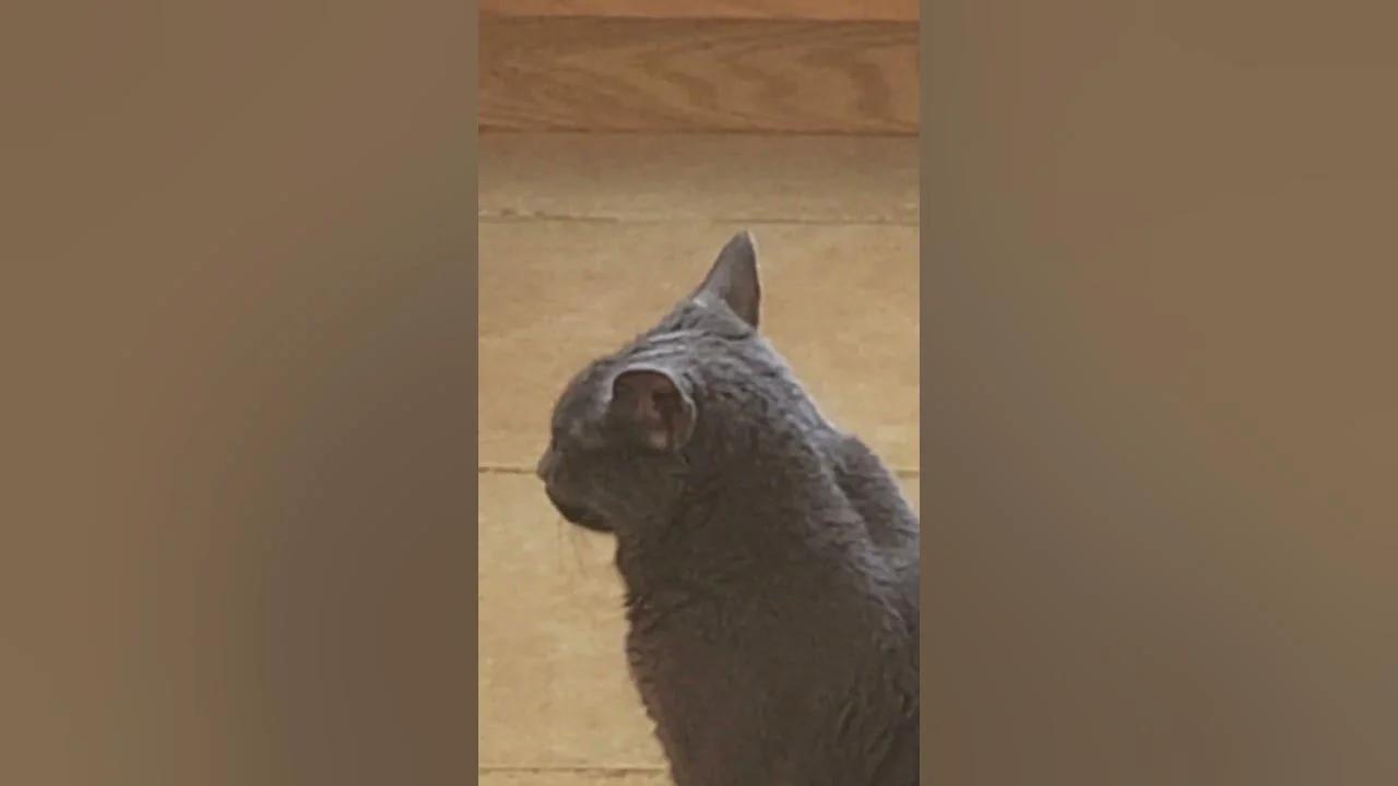 Halo Cat