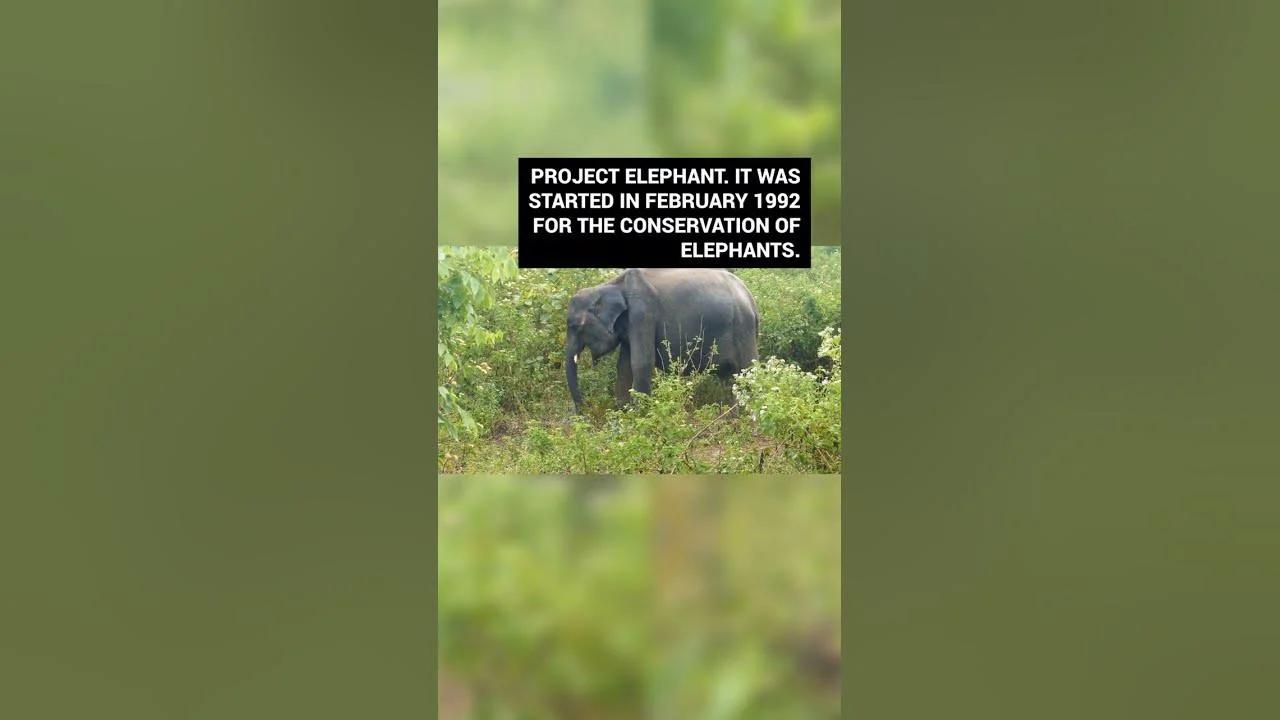 Wildlife Conservation Projects in India || भारत में वन्यजीव संरक्षण ...