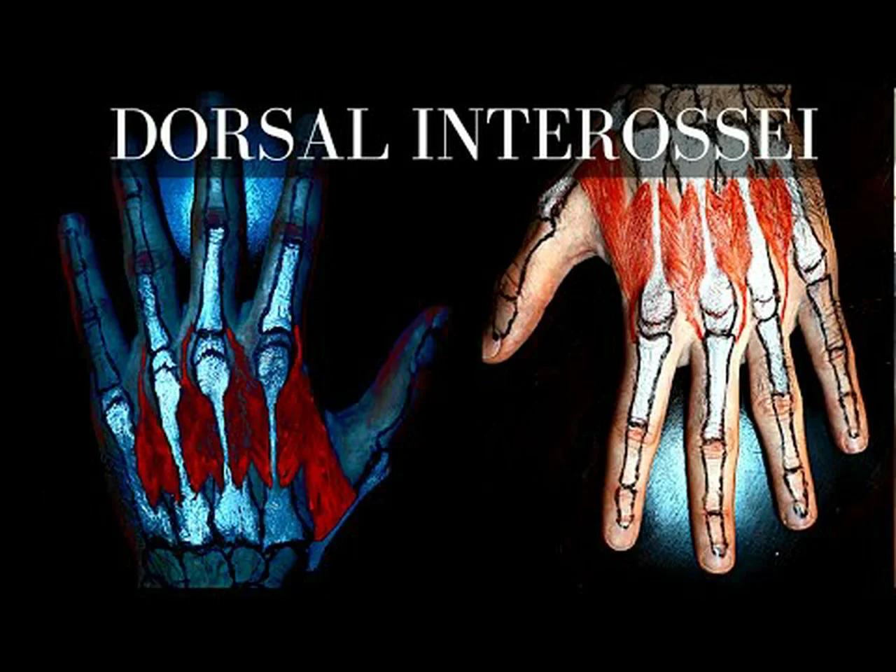 Dorsal Interossei Muscles - Origin and Insertion, Function, Innervation ...