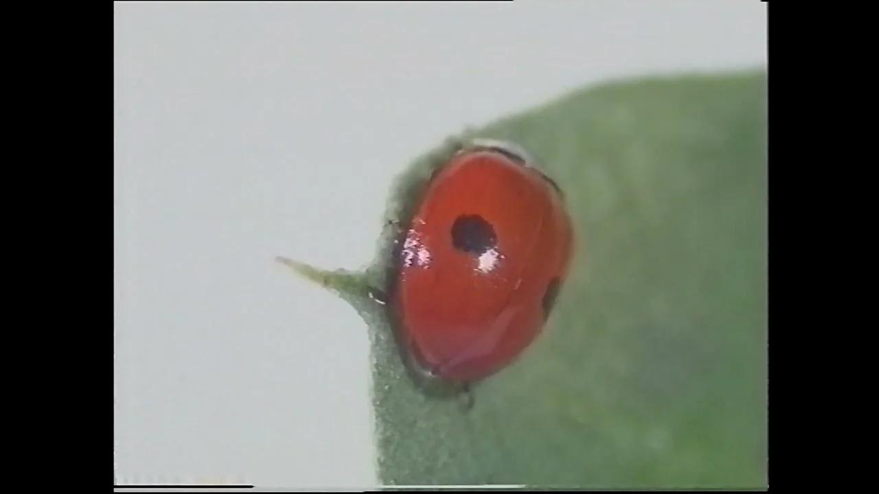 Documentary 64 See How They Grow Mini Beasts 1997 Vhs Rip