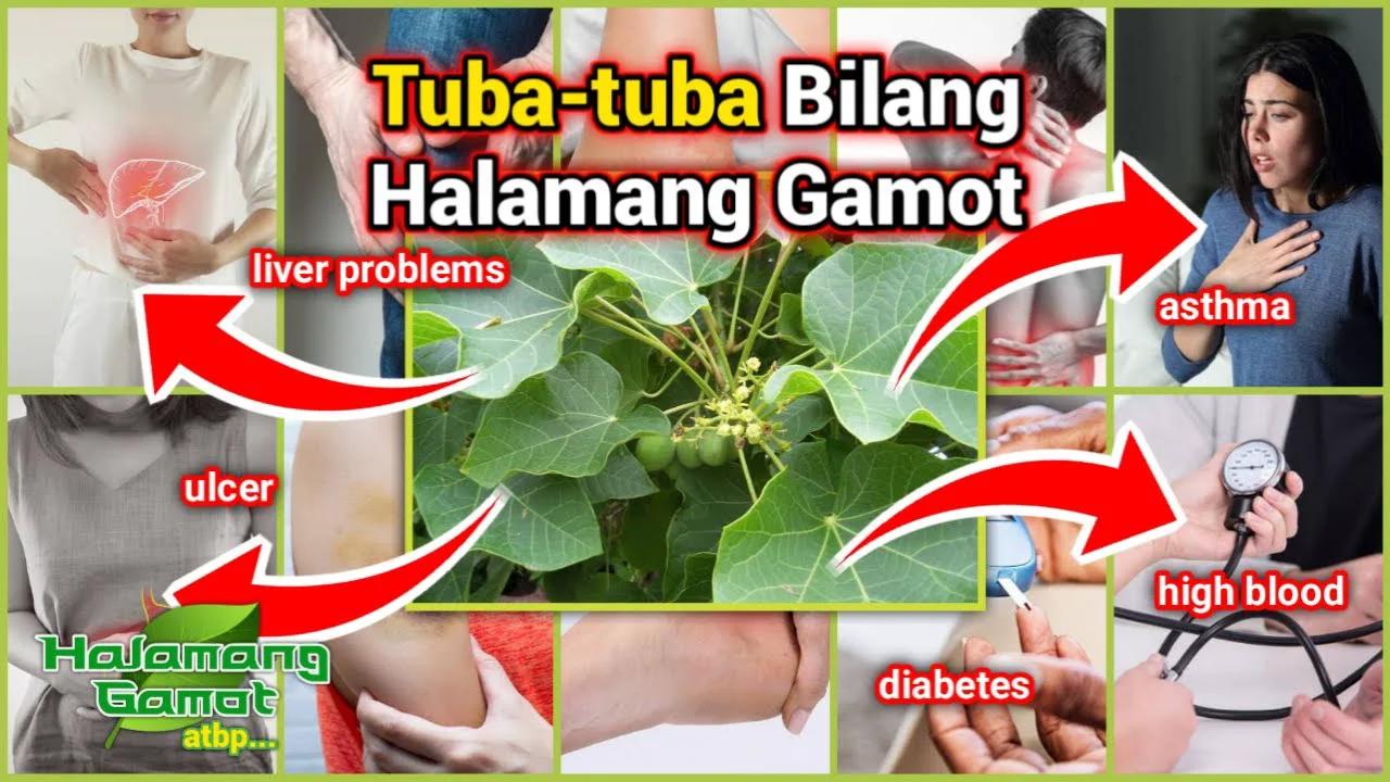 Tuba tuba Bilang Halamang Gamot | Halamang Gamot ATBP