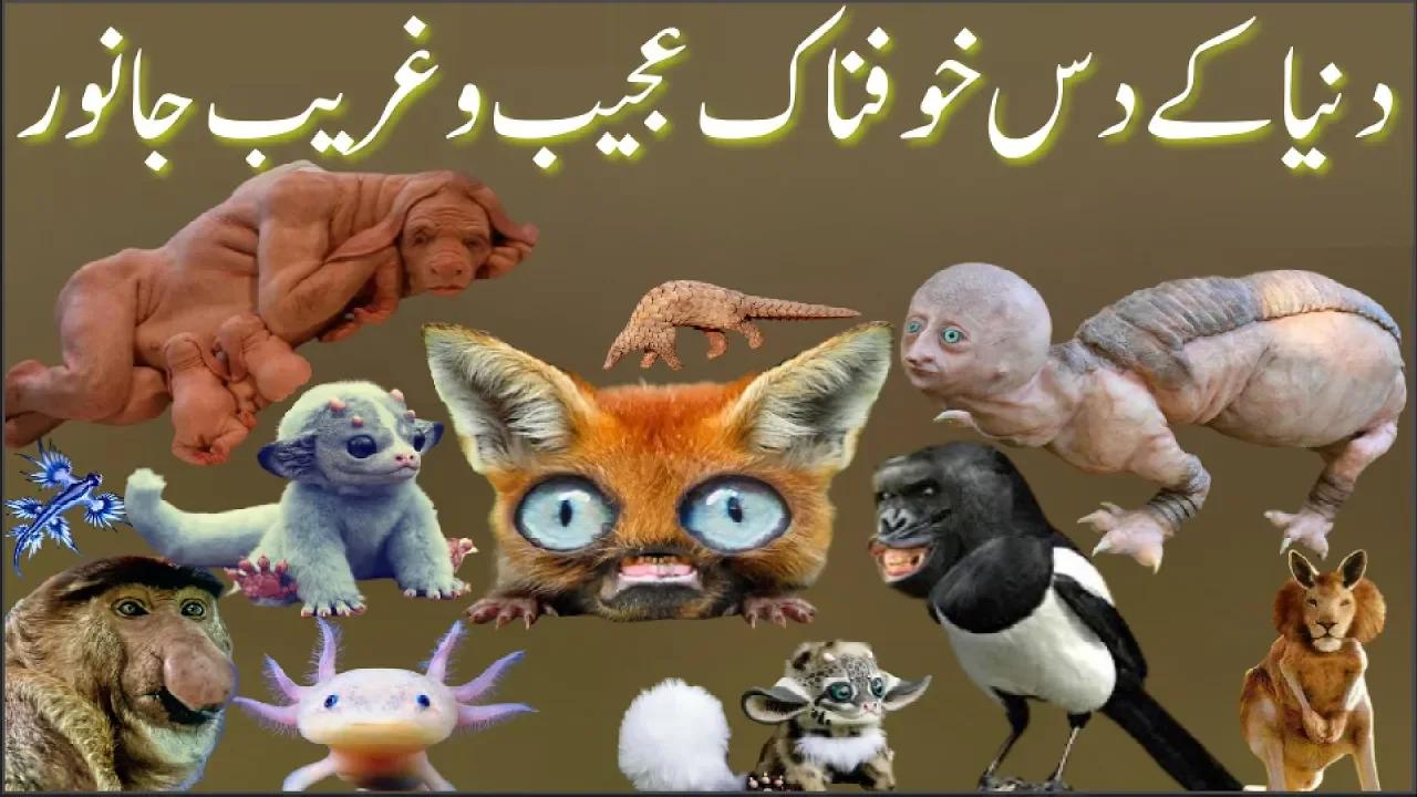 The world's 10 most terrifying and strange animals | Amazing Info Official