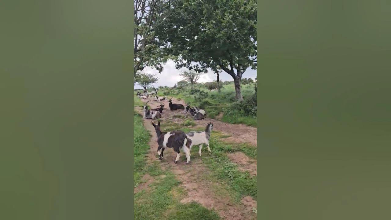 Always a treat seeing these majestic animals when walking along Cheddar ...