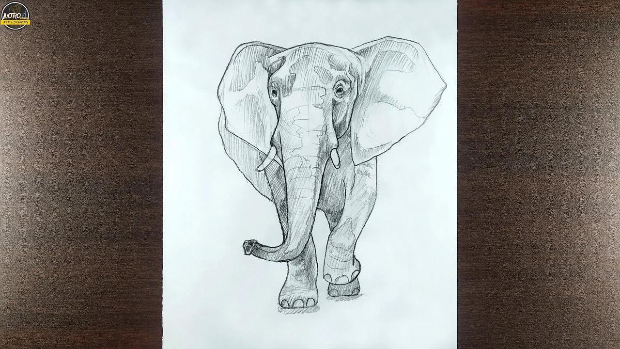 How to Draw Elephant - drawing easy step by step for beginners