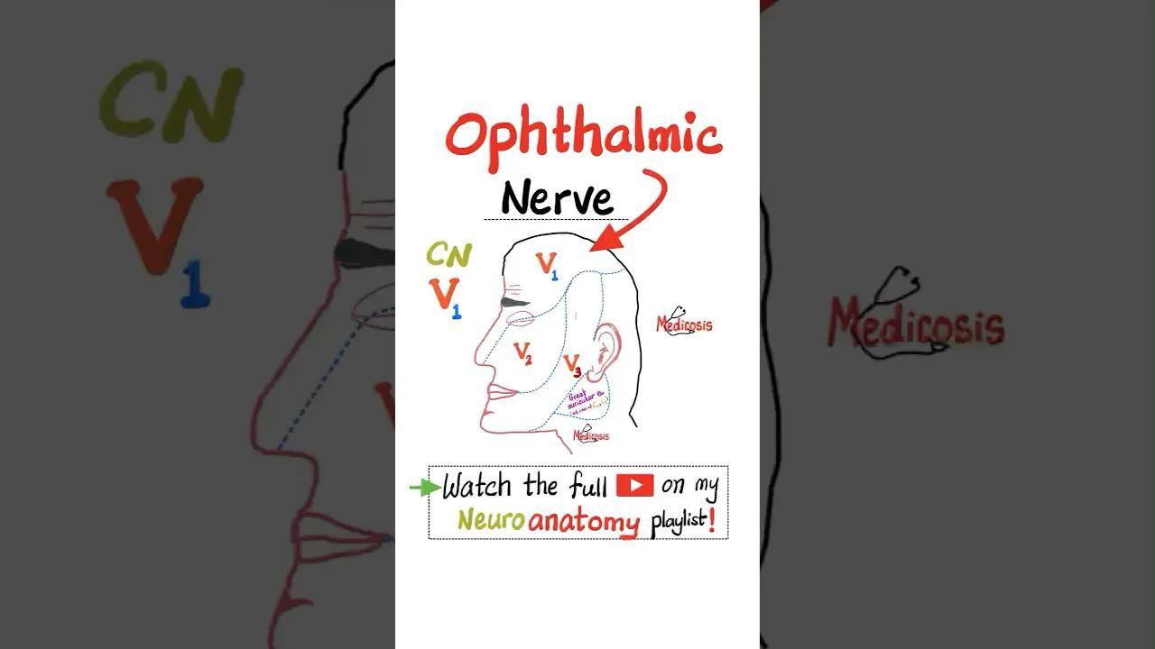 Cranial Nerves Cn Ophthalmic Nerve Cn V1 Sensory Nerve For Face