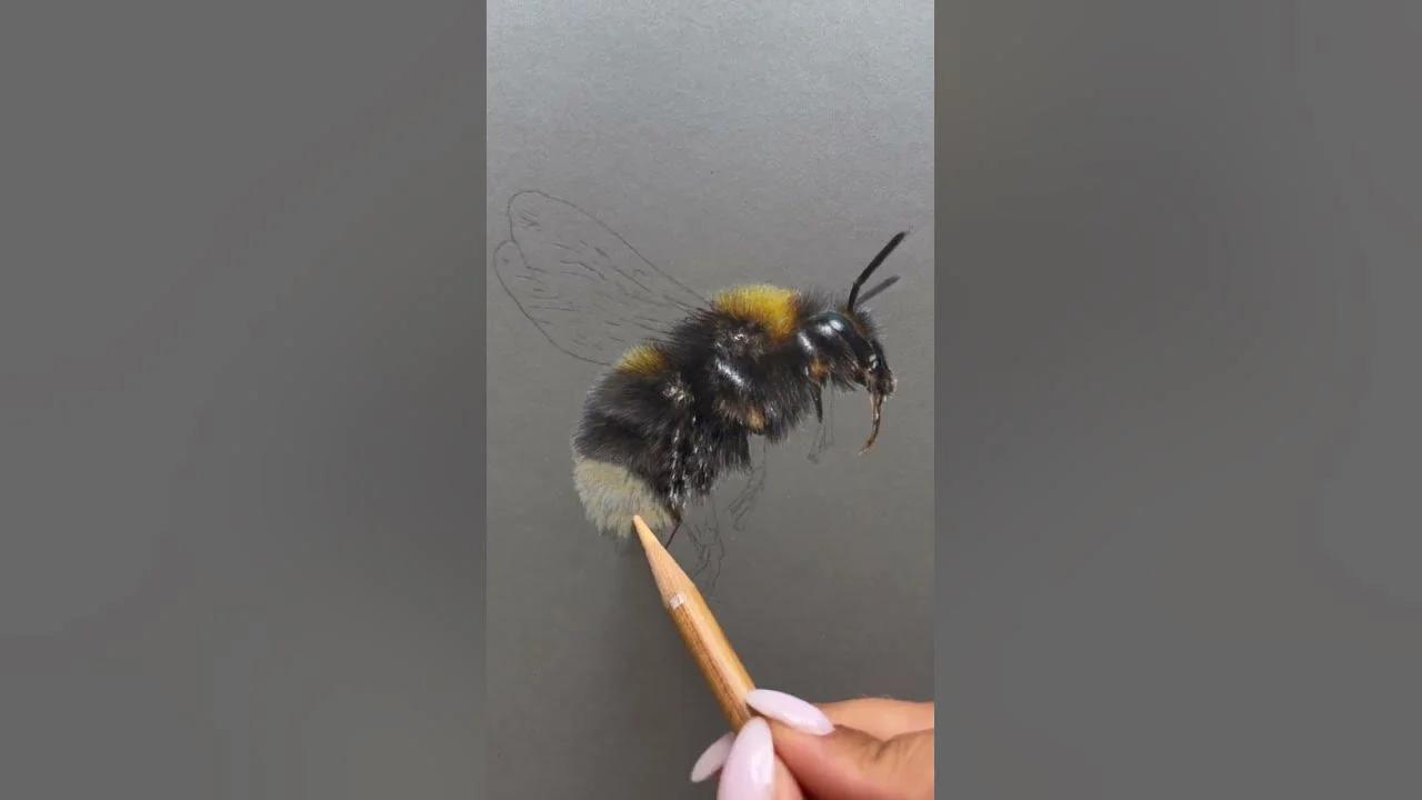 bee drawing Artist,:bethanyvere_art ( insta)