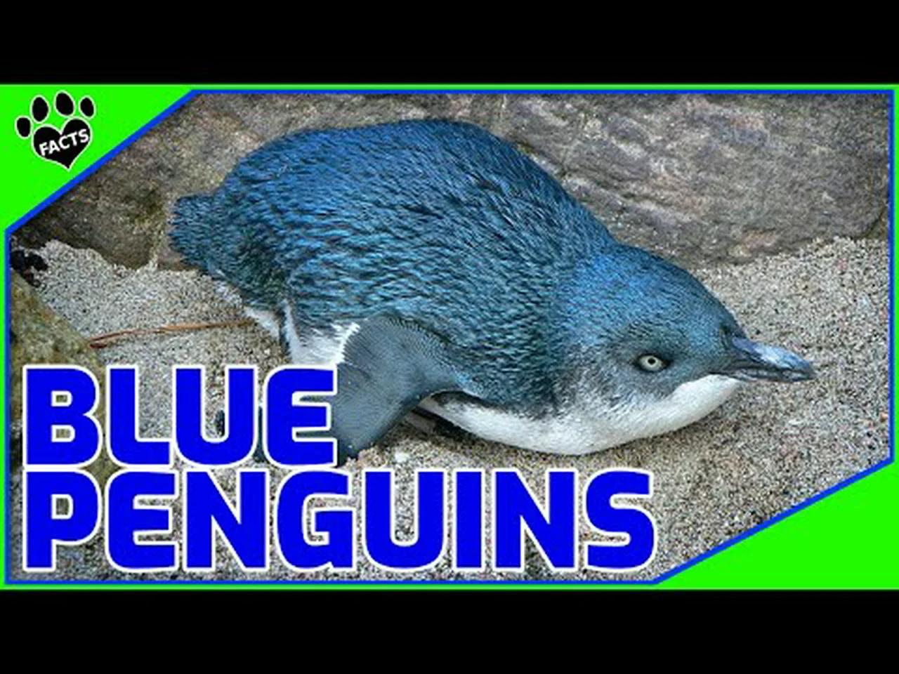 Top 10 Little Blue Penguin Facts- Penguins 101
