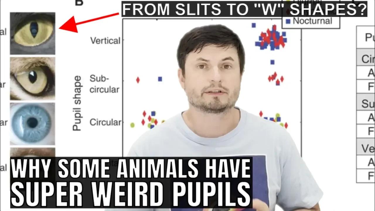 Unexpected Reasons Behind Strange Pupil Shapes in Animals