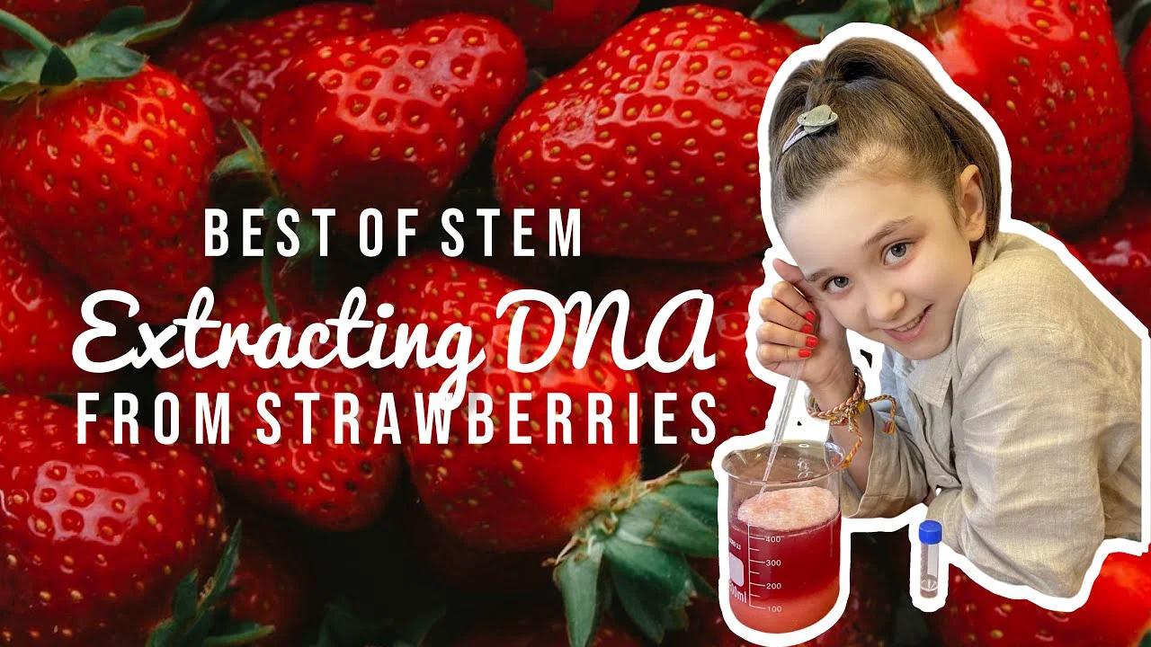 How to Extract DNA from Strawberries