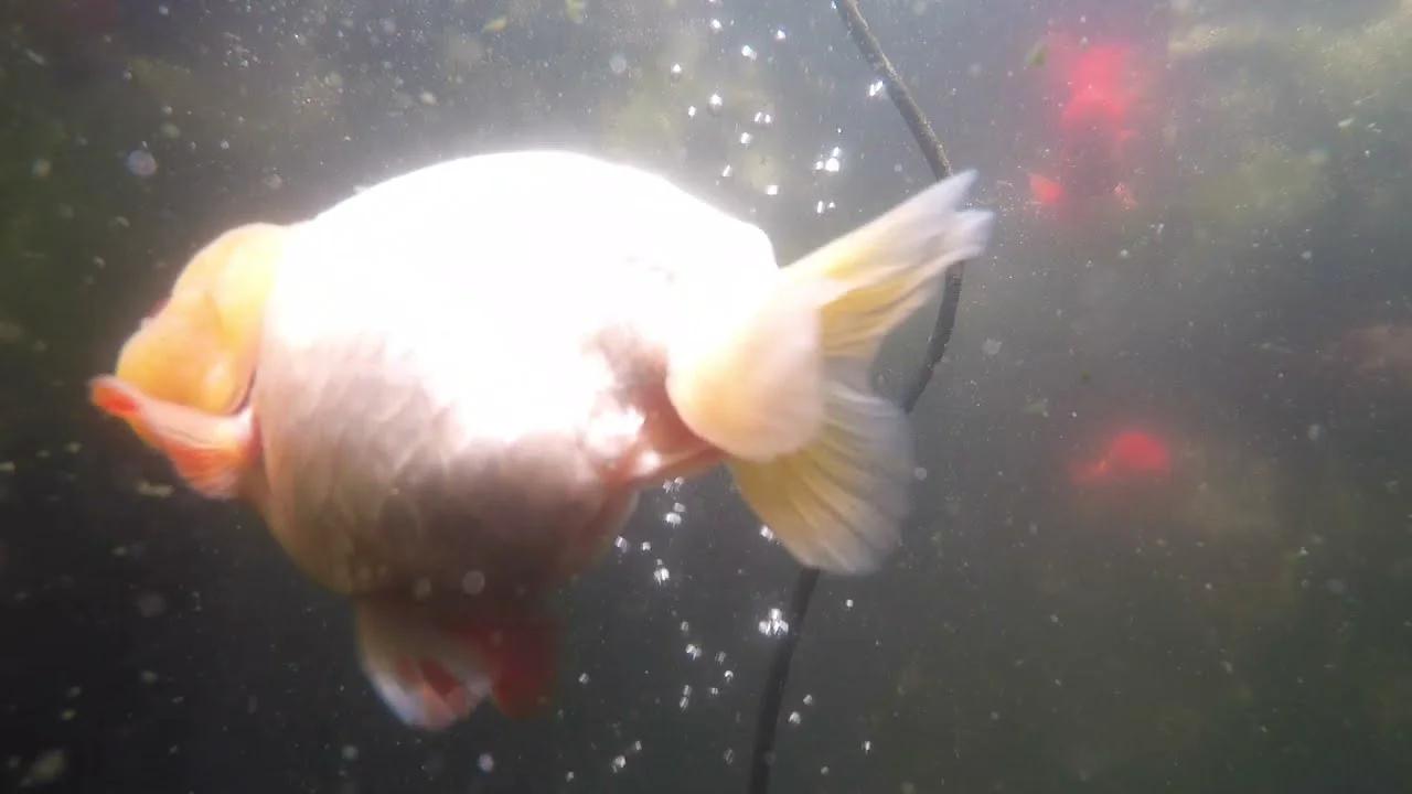 30 minutes of relaxing ranchu goldfish - AMSR natural water music ...