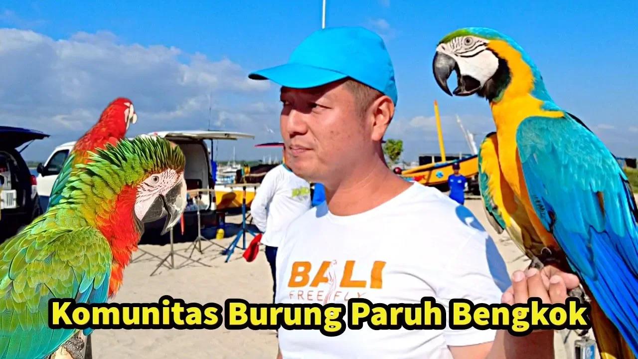 Hobi Unik ! Komunitas Pecinta Burung Paruh Bengkok Bali ! Free Fly Di ...