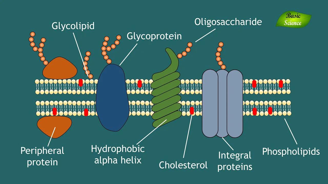 Plasma membrane | Structure and Function | Basic Science Series