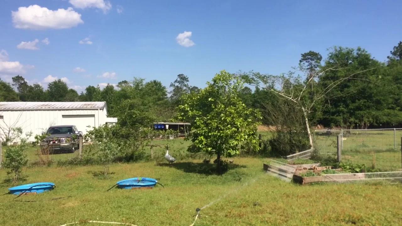 Bruce goose protecting the babies, Ames family farms