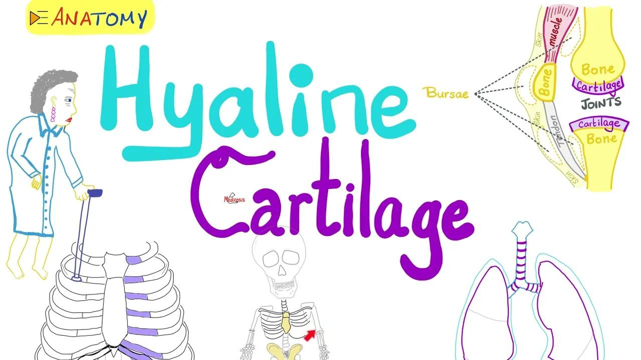 Hyaline Cartilage | Types of Cartilage | Anatomy 💀 & Histology 🔬