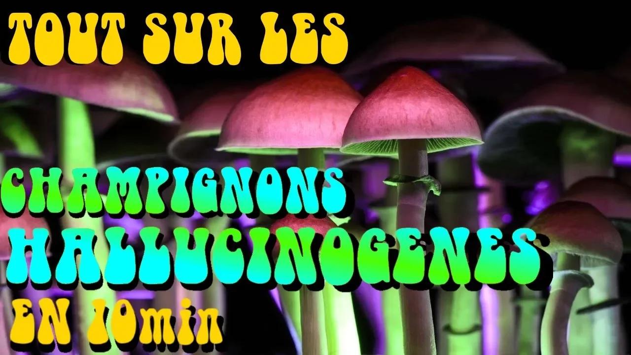 Tout savoir sur les CHAMPIGNONS HALLUCINOGÈNES en 10min