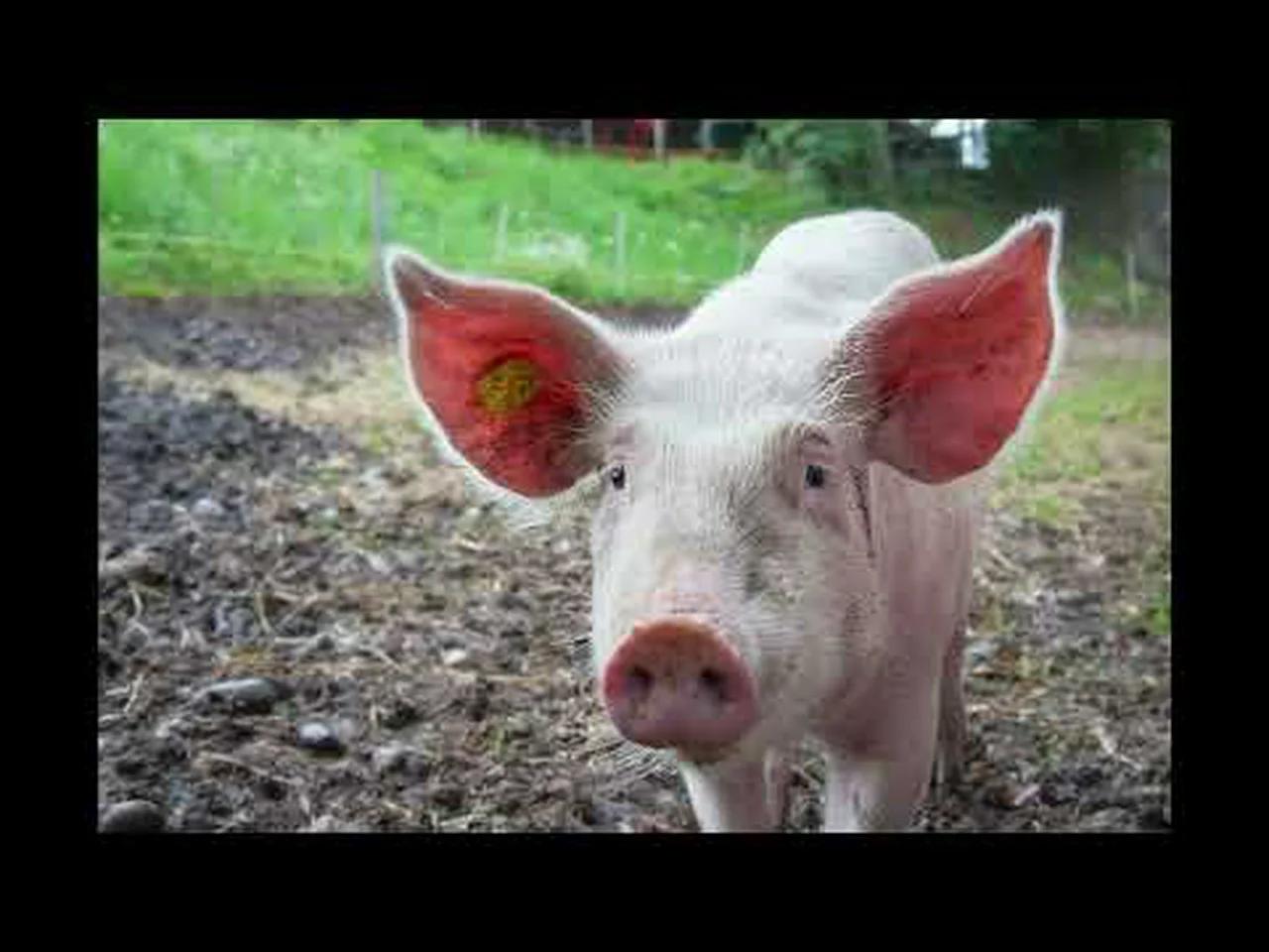 Pig Sound Effects | For Video Youtube Editing