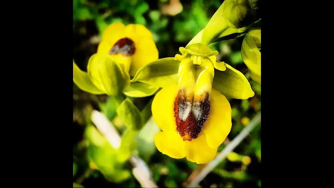 ¿Qué fue primero?¿El huevo o la gallina? Desvelado el misterio