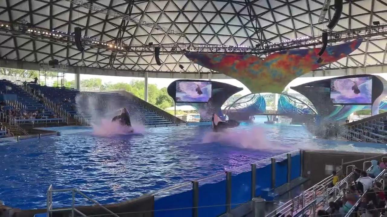 Orca Encounter Full Show HIGHLIGHTS - SeaWorld San Antonio 4K (8-12-21)