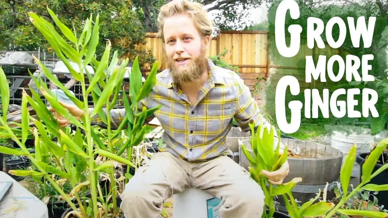 Separating Ginger Using This Technique to Grow Oodles Of GINGER!
