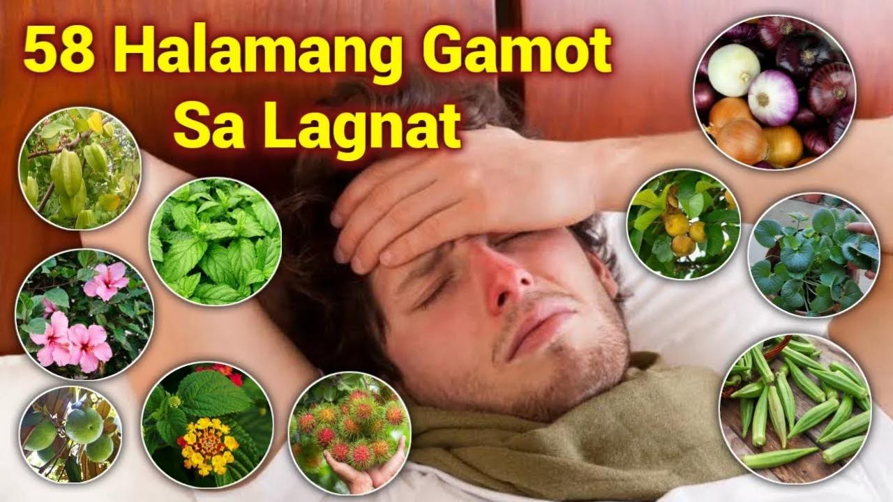 58 Halamang Gamot Sa Lagnat | Halamang Gamot ATBP 121