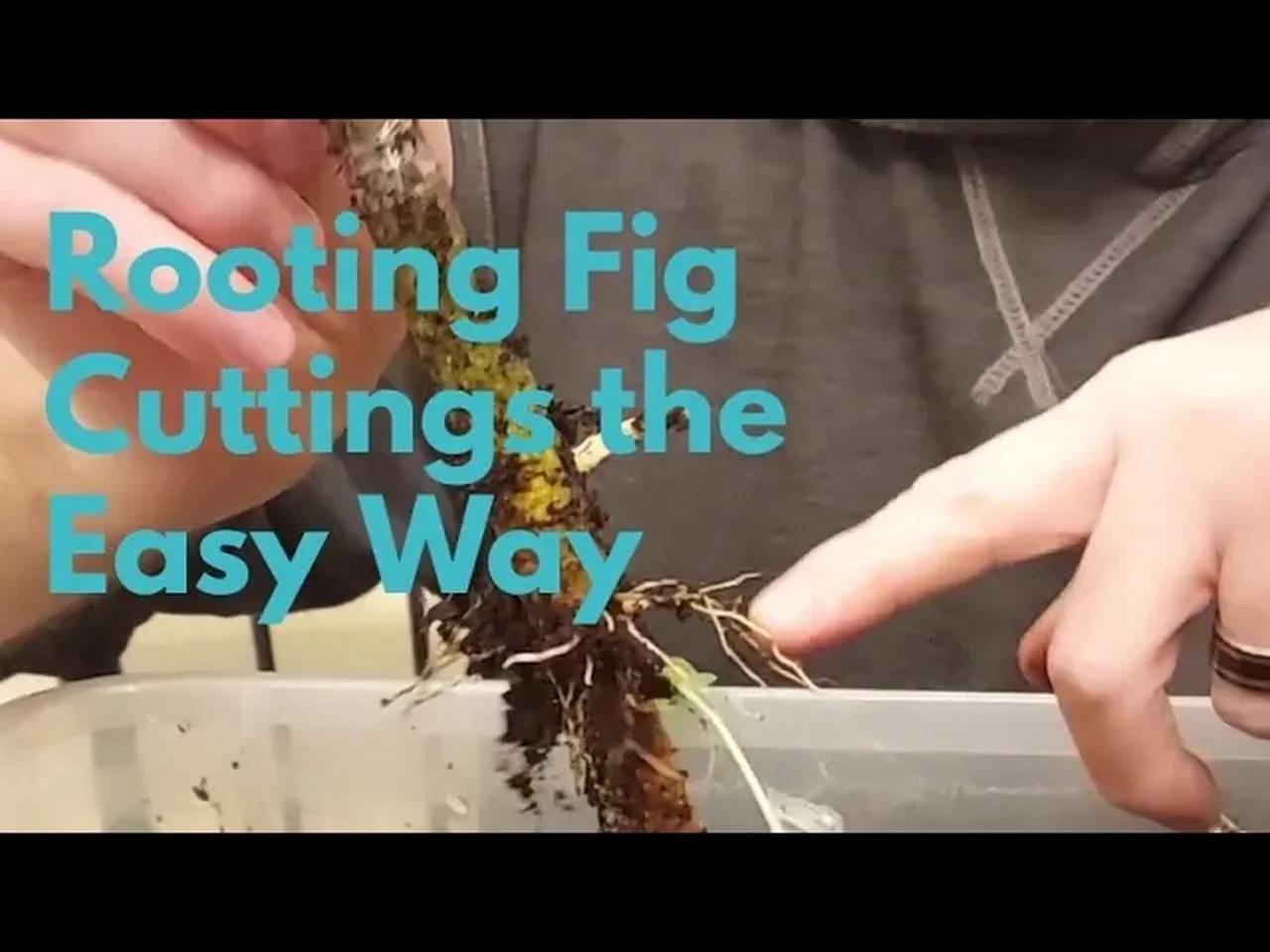 How to Root Fig Cuttings