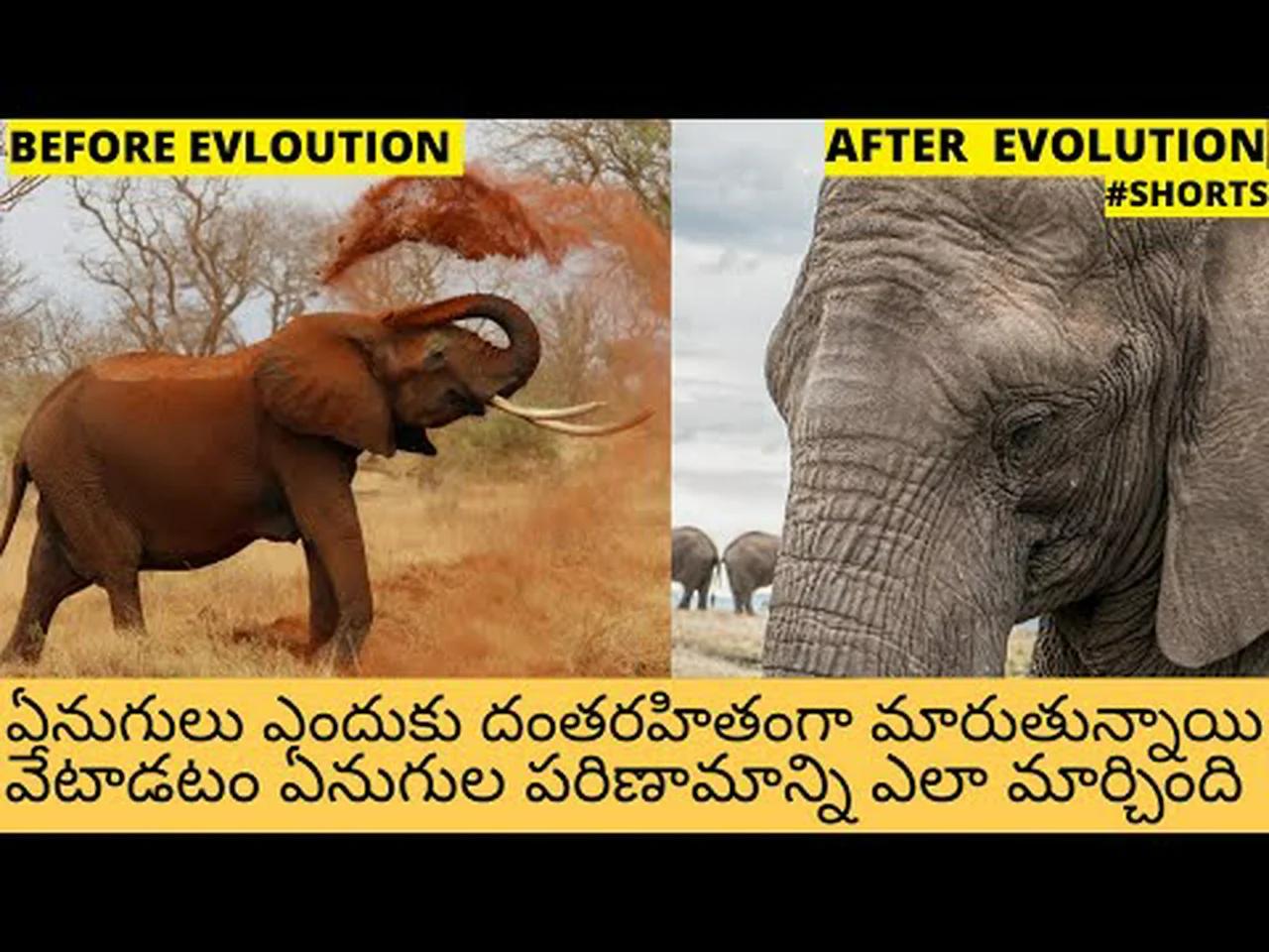 Why Elephants Evolving Into Tuskless | How Poaching Changed Elephants ...