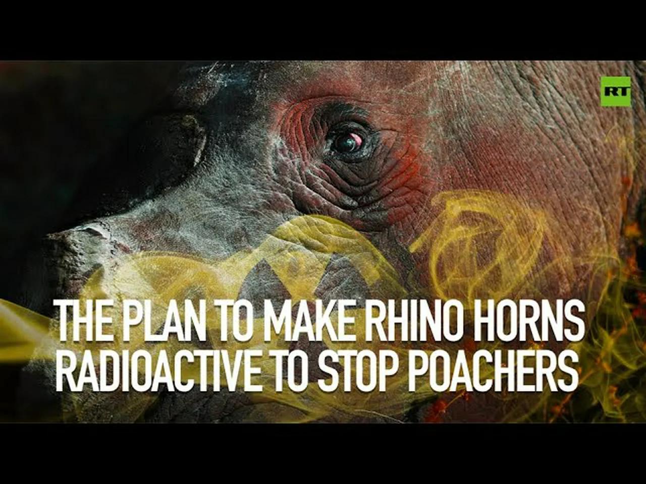 The Plan to Make Rhino Horns Radioactive to Stop Poachers