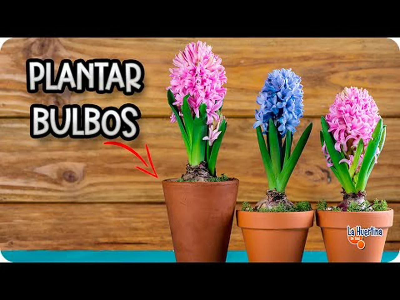 Bulbos De Primavera - Como Y Cuando Plantar En El Jardín O Maceta || La ...