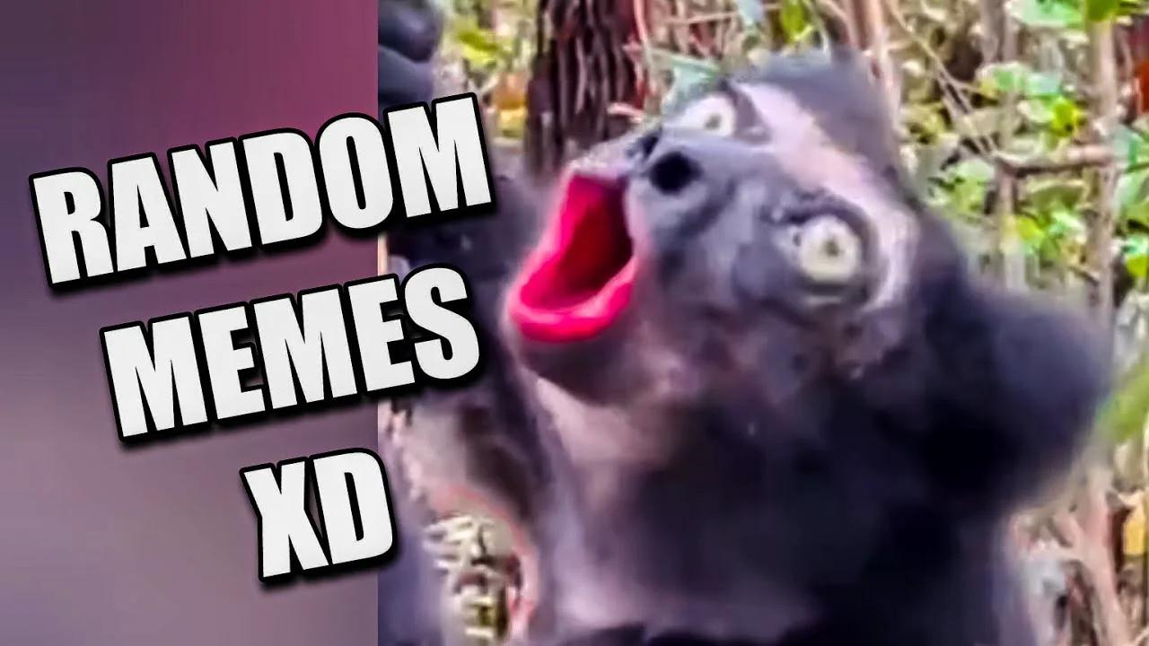Los Mejores Video Memes Random 54 Si Te Ries Pierdes Videos Gracioso