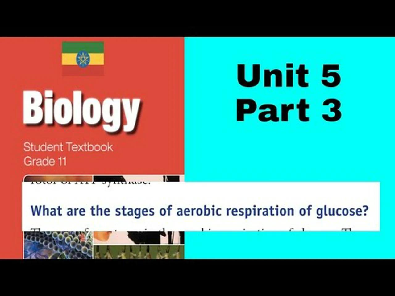 Ethiopian Grade 11 Biology Unit 5 p_3 Stages of aerobic respiration of glucose